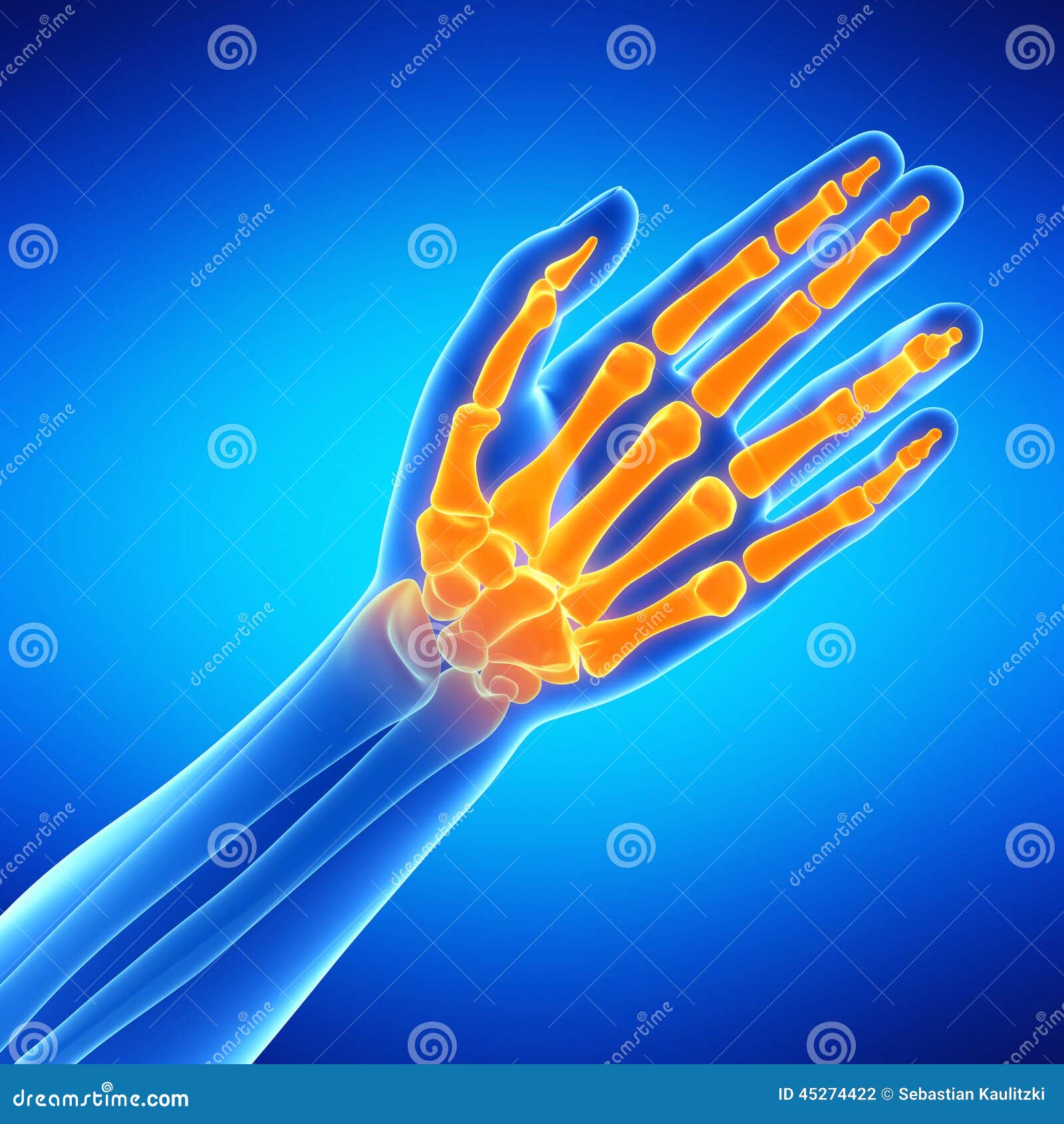 Hand Bones Anatomy With Descriptions. Colored Hand Parts Structure ...