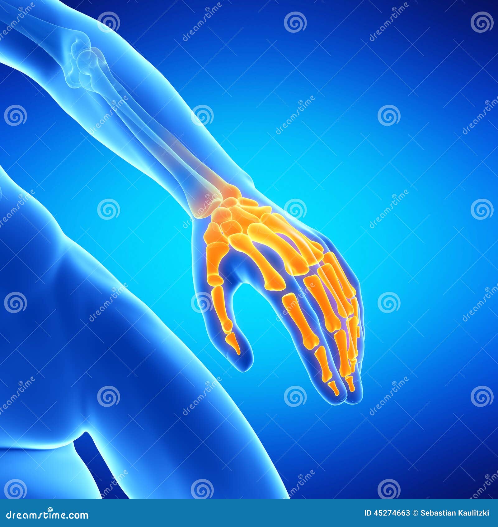 Hand Bones Anatomy With Descriptions. Colored Hand Parts Structure ...