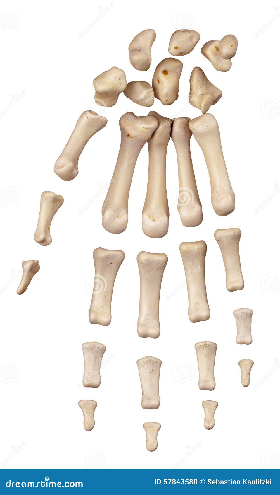 Hand Bones Anatomy With Descriptions. Colored Hand Parts Structure ...