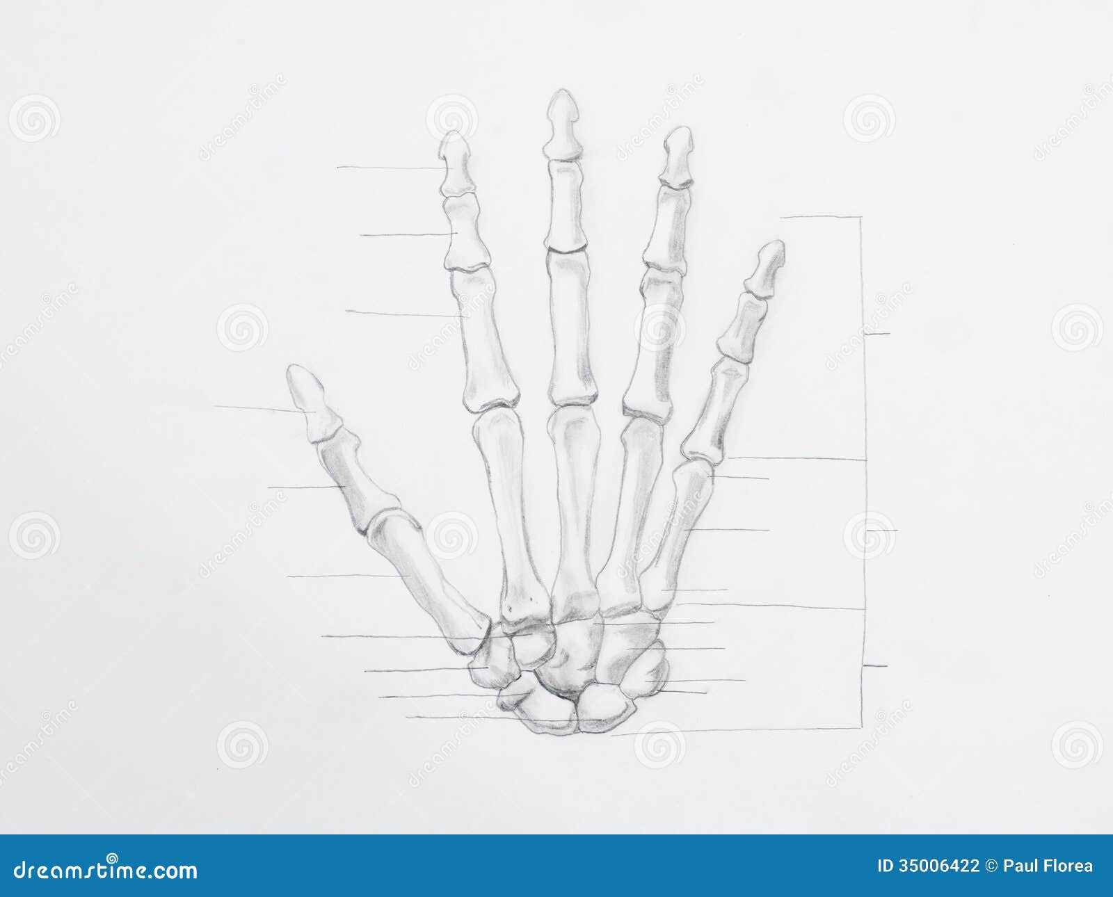 Hand Bone Drawing