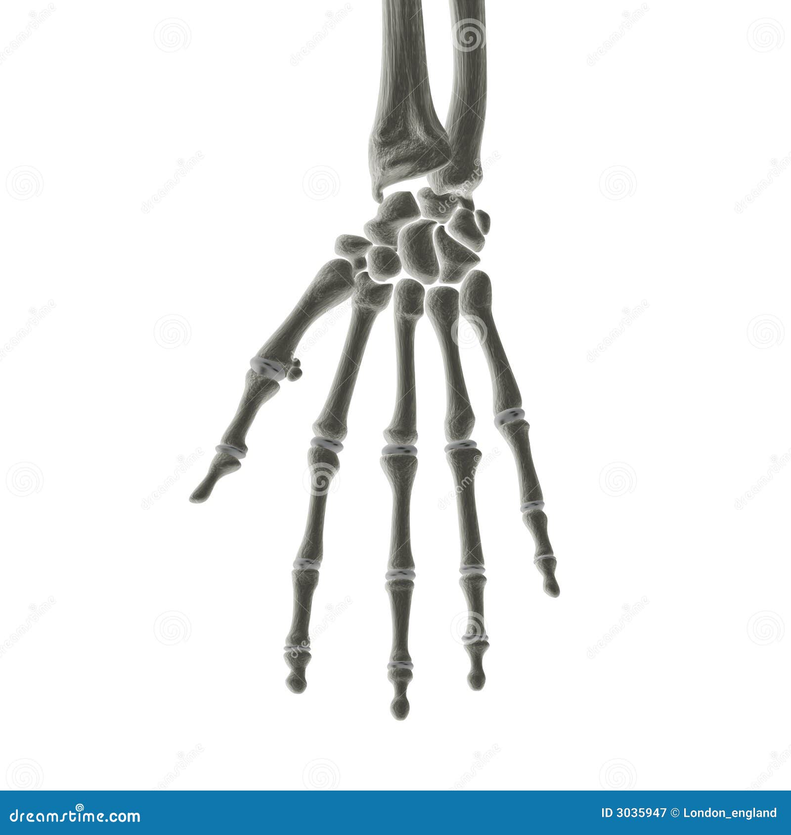 Hand Bones Coloring Page