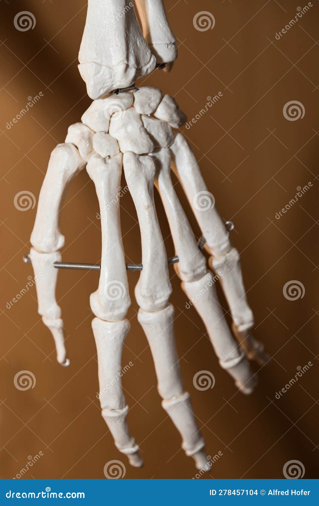 Model Anatomy Human Stand Show Muscle, Nerve And Blood Vessel On Black ...