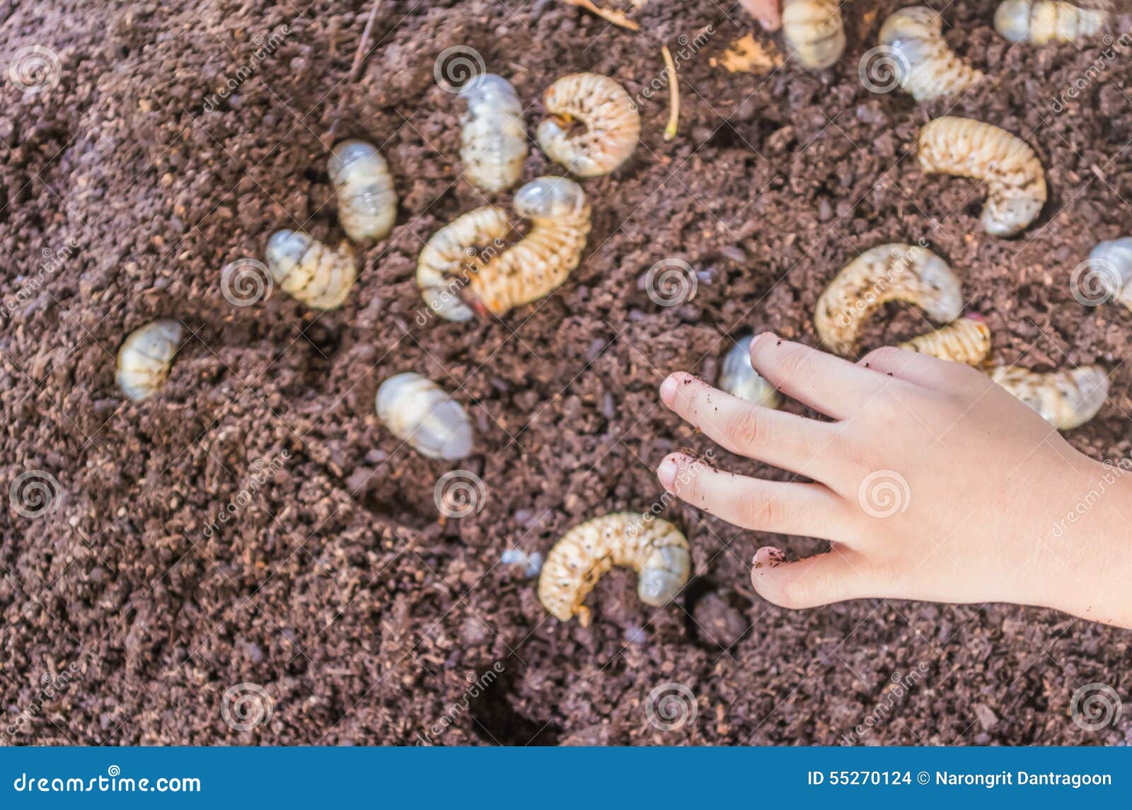Hand of Boy Playing with Worm and Saw Dust on the Ground. Stock Photo ...