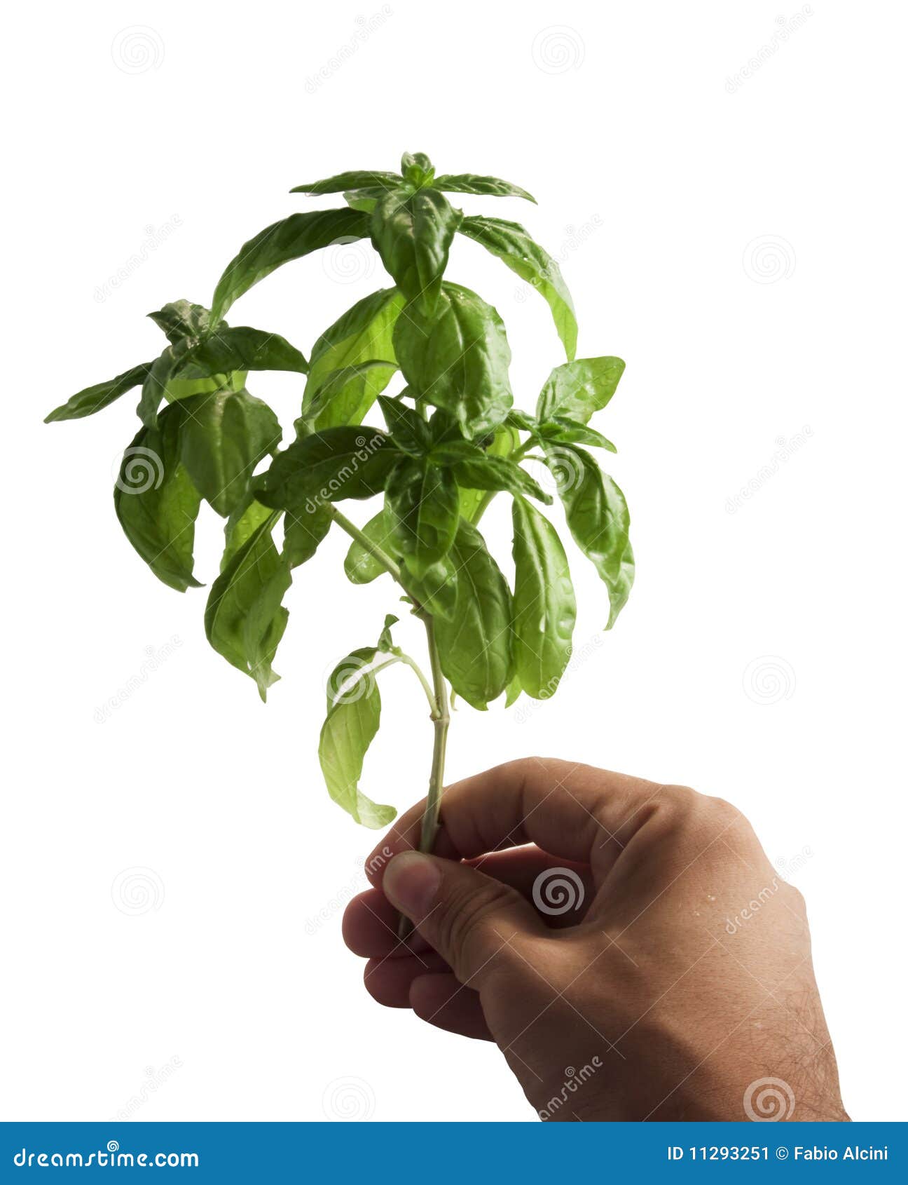 Hand with branch stock image. Image of rise, develop - 11293251