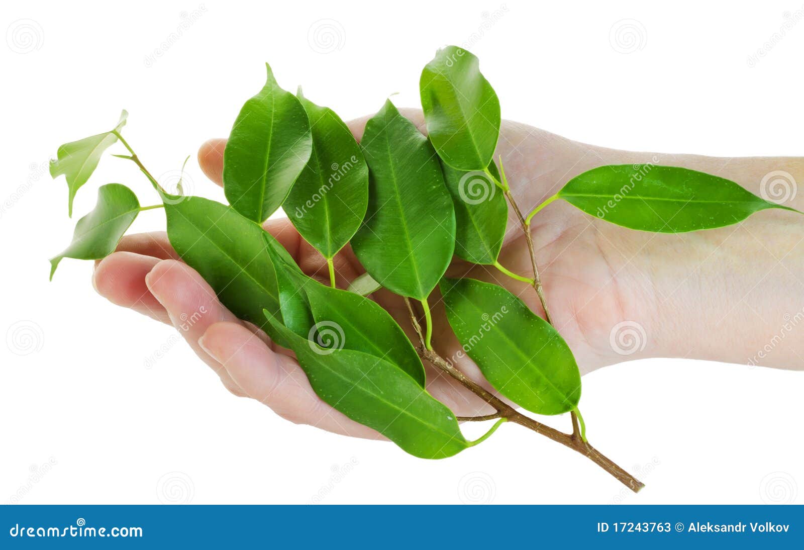 Hand and Branch with Green Leaves Stock Image - Image of finger ...