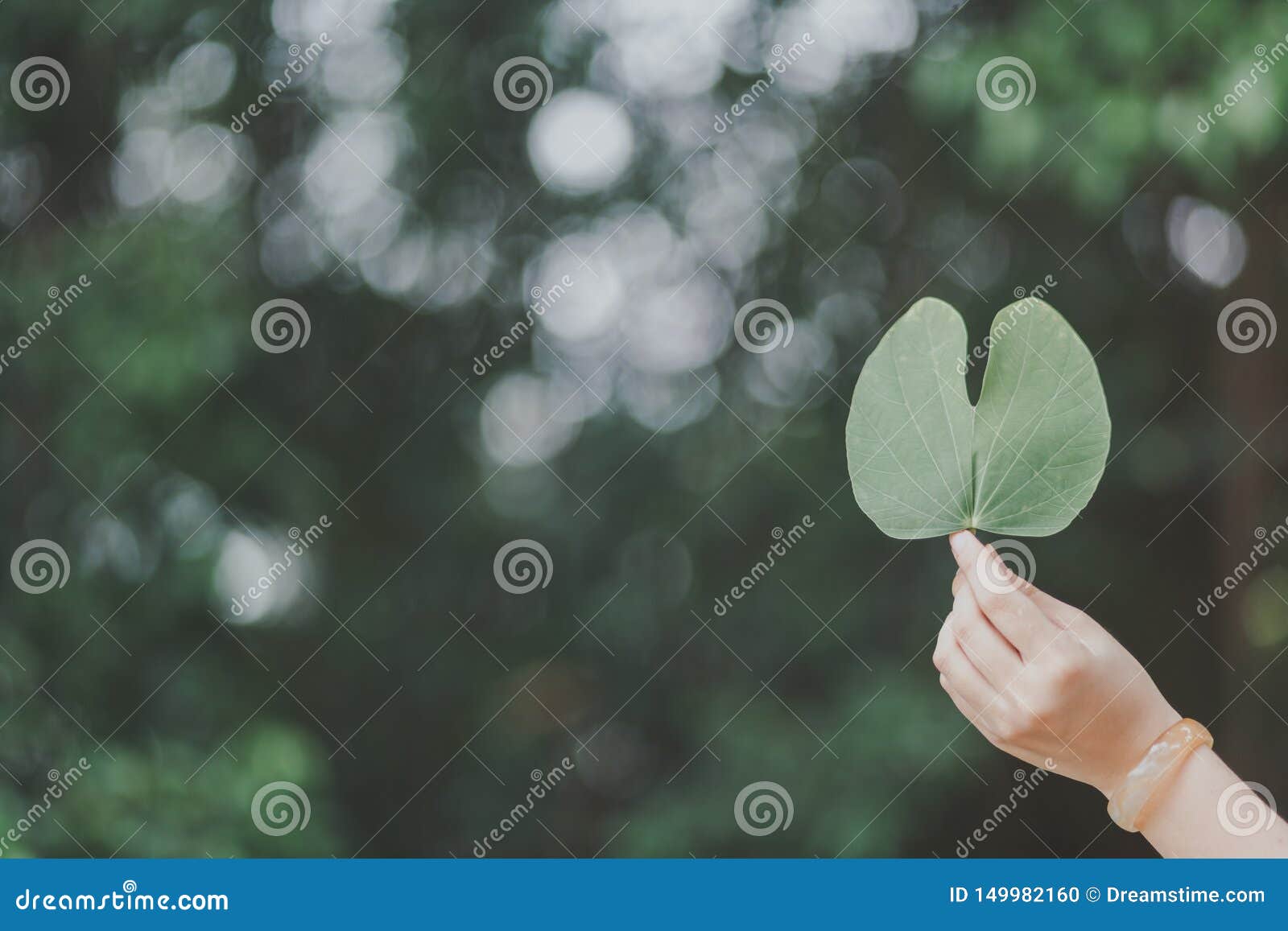 The hand bring a leaf stock photo. Image of plant, balcony - 149982160