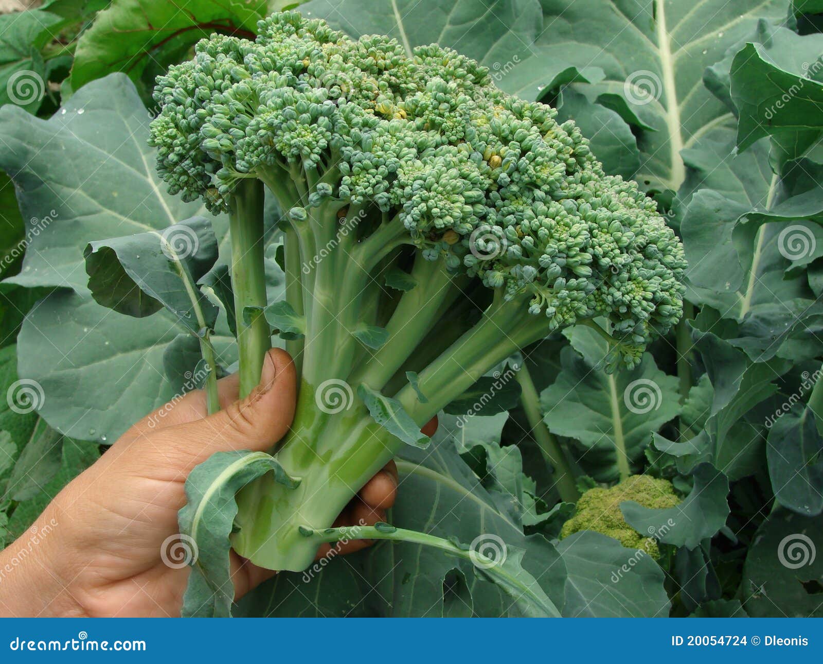 Hand with broccoli stock photo. Image of natural, green - 20054724
