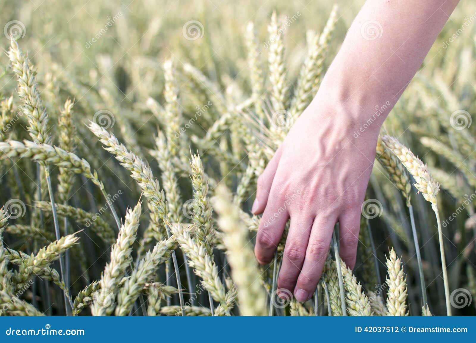 Hand Brushing through Wheat Field Stock Photo - Image of textured, stem ...