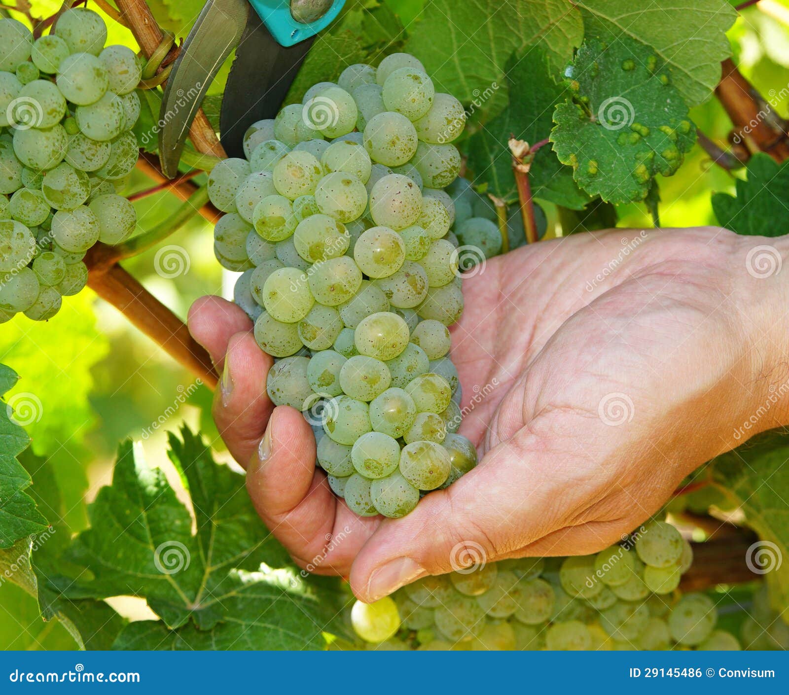 Hand with Bunch of Green Grapes Stock Photo - Image of adult, leafy ...