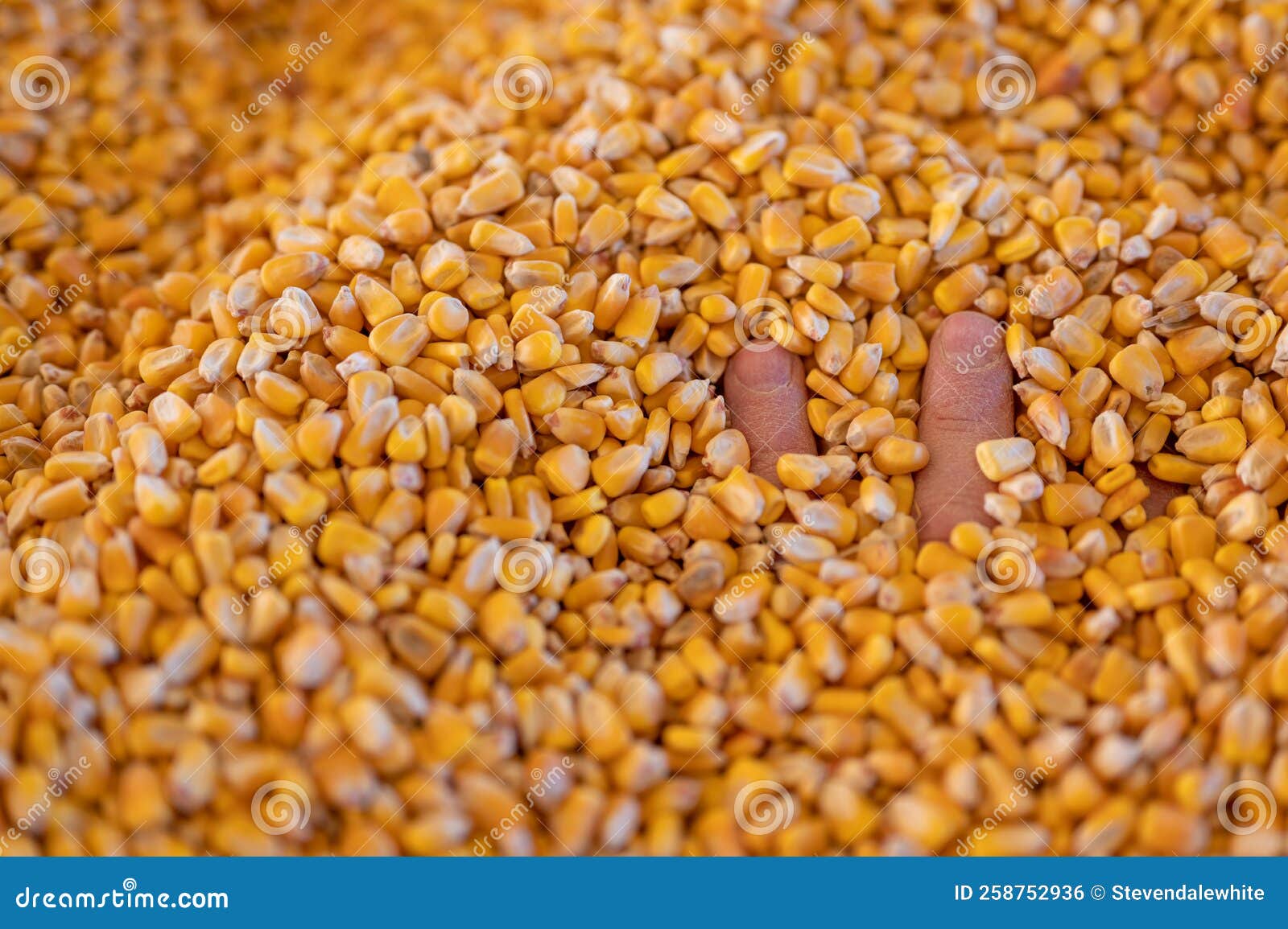 Grain Entrapment Stock Photos - Free & Royalty-Free Stock Photos from ...
