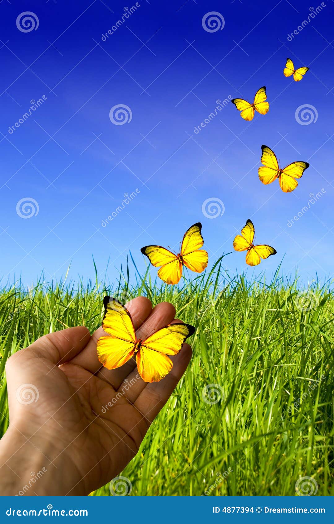 Hand with butterflies stock photo. Image of butterflies - 4877394
