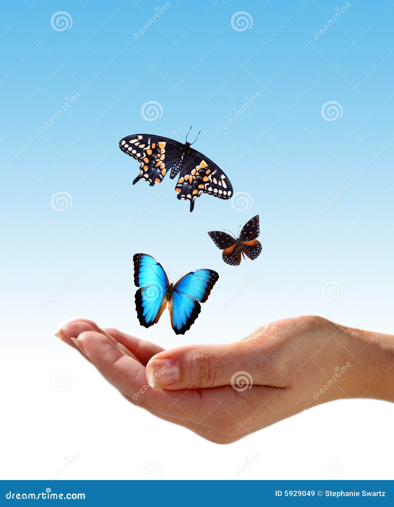 Hand and butterflies stock image. Image of color, creating - 5929049