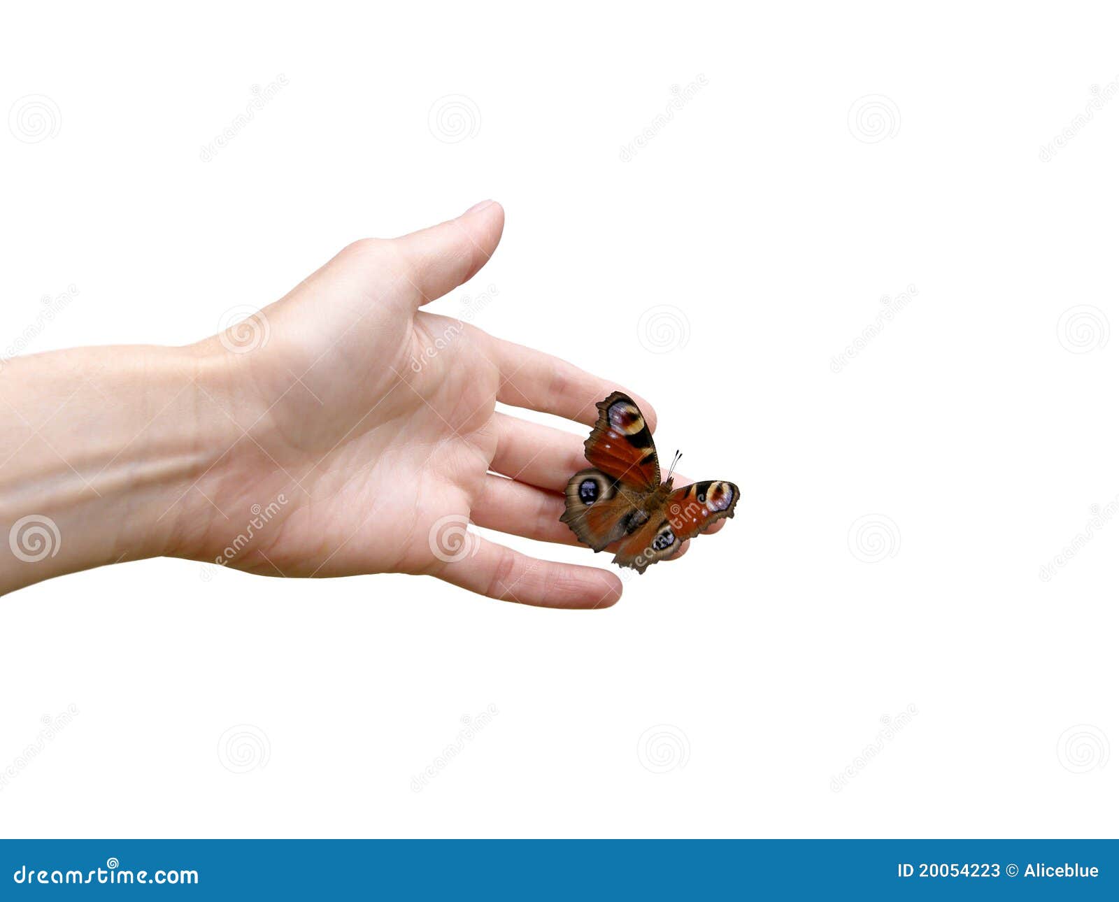 Hand and a butterfly stock image. Image of growth, hand - 20054223