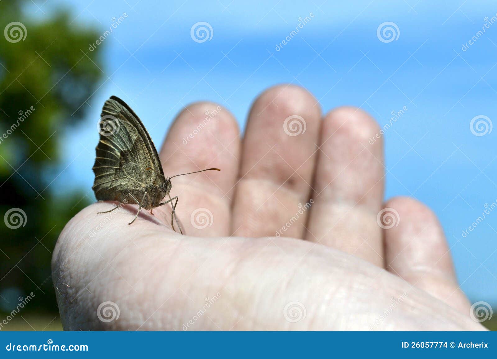 Hand and butterfly stock photo. Image of background, save - 26057774