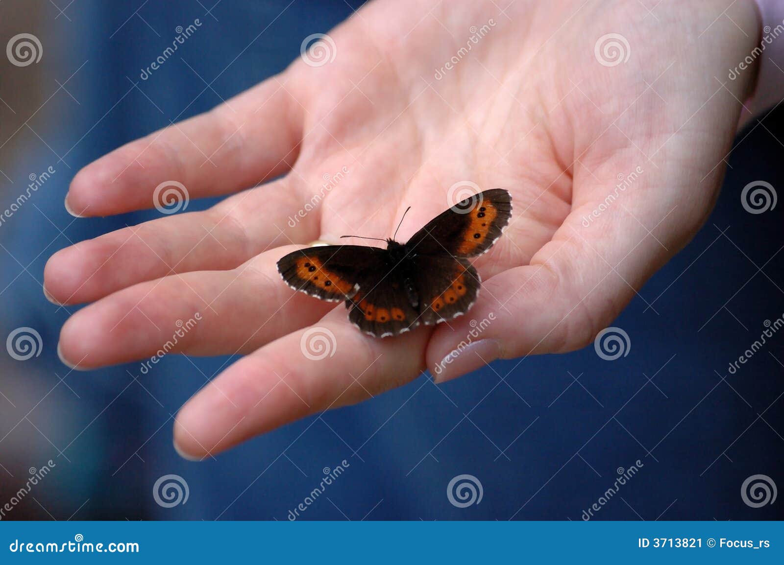 Hand and butterfly stock image. Image of dream, card, bright - 3713821