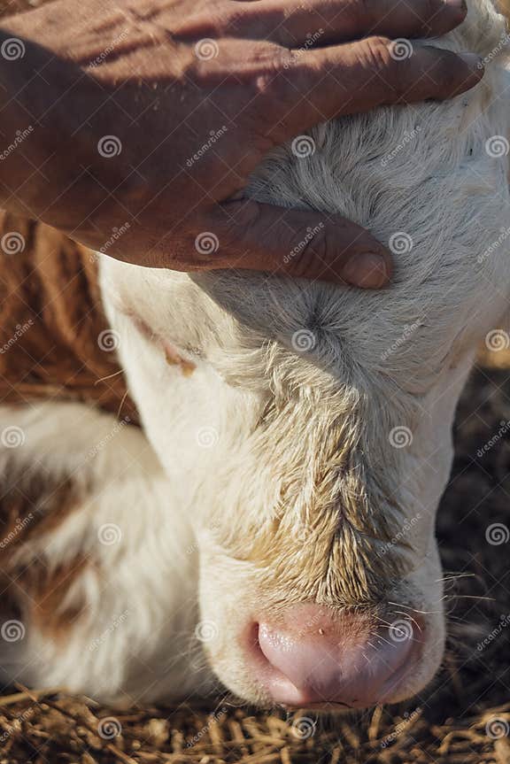 Hand on the calf head stock photo. Image of face, cattle - 141651580