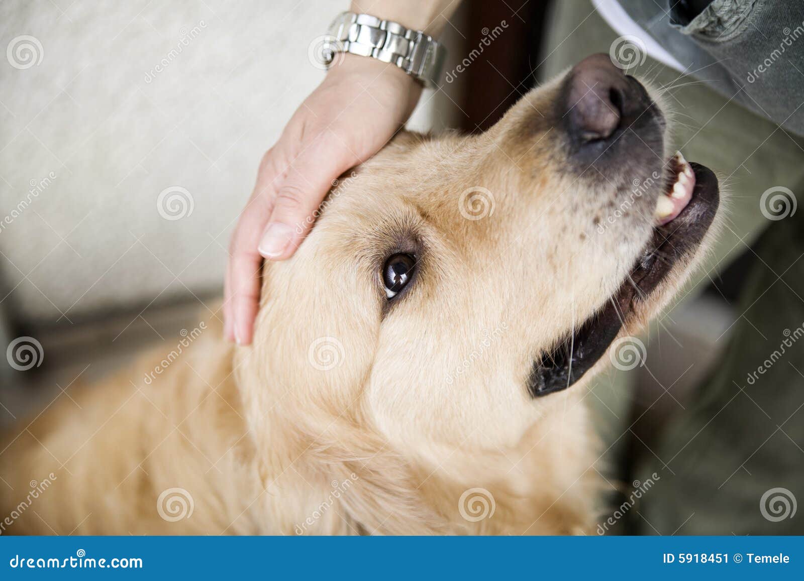 Hand caressing dog s head stock image. Image of friend - 5918451