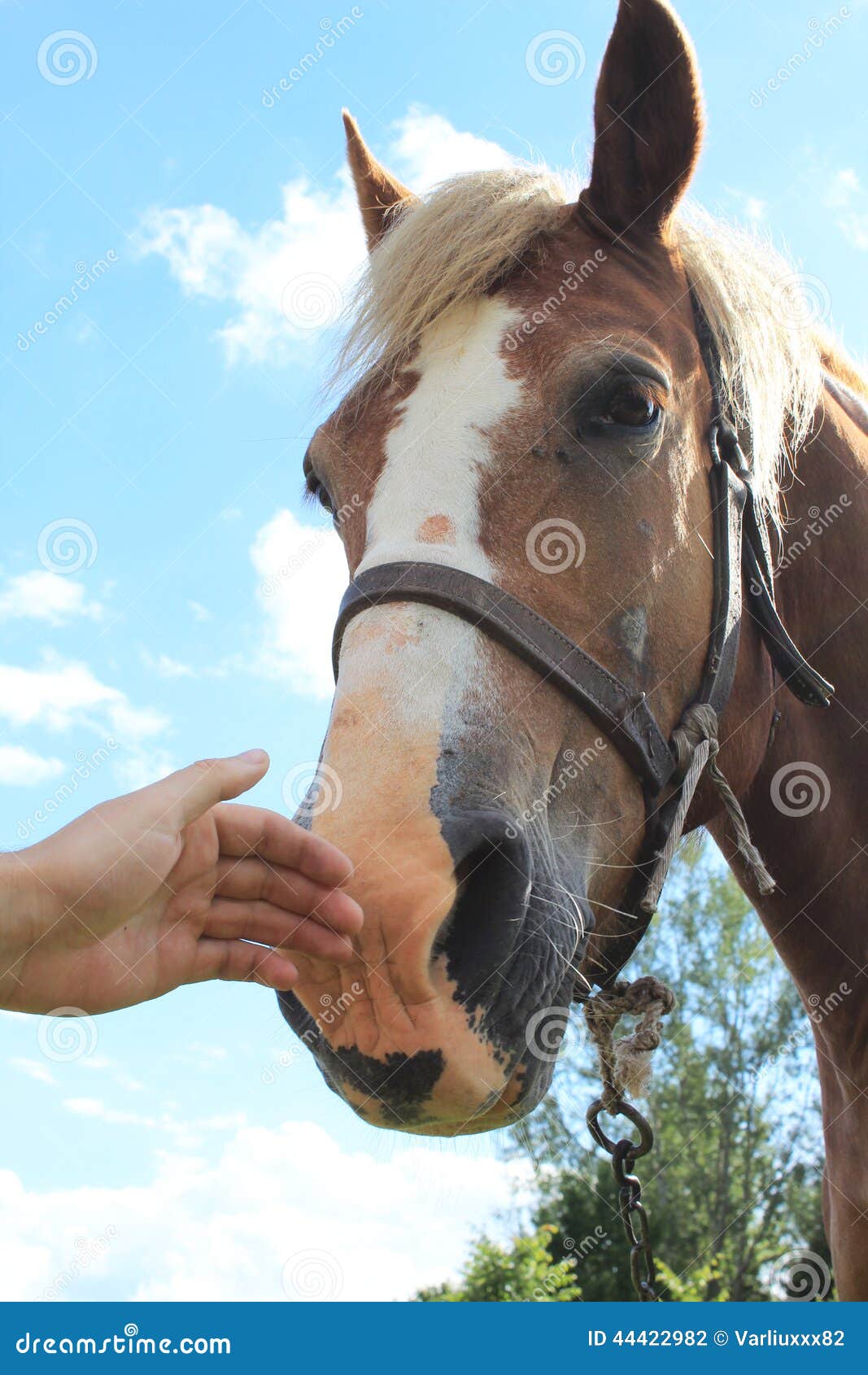 Hand caressing horses stock photo. Image of grass, livestock - 44422982