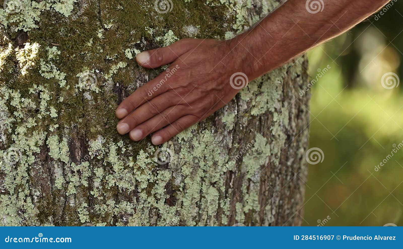 Hand Caressing the Hundred Old Tree Stock Video - Video of brown ...