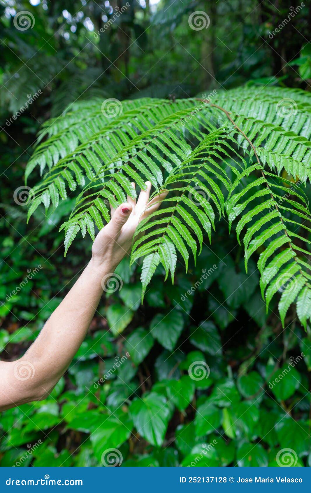 Hand caressing leaf stock photo. Image of germinating - 252137128