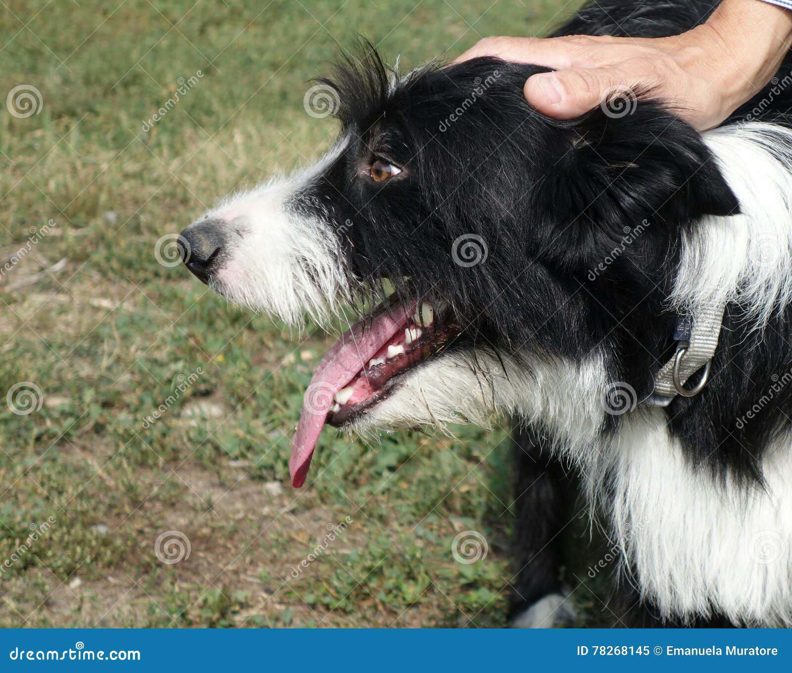 Hand caressing a sweet dog stock image. Image of love - 78268145
