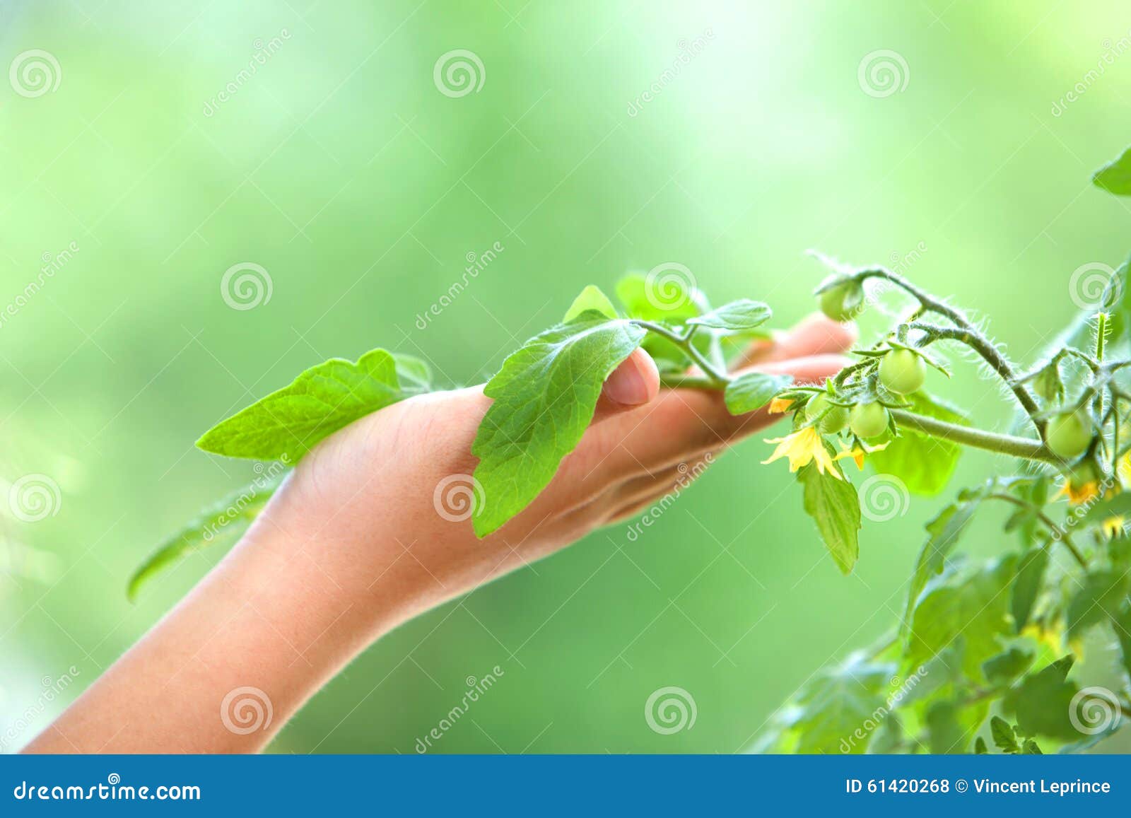 Hand caring plant stock photo. Image of choosing, fragility - 61420268