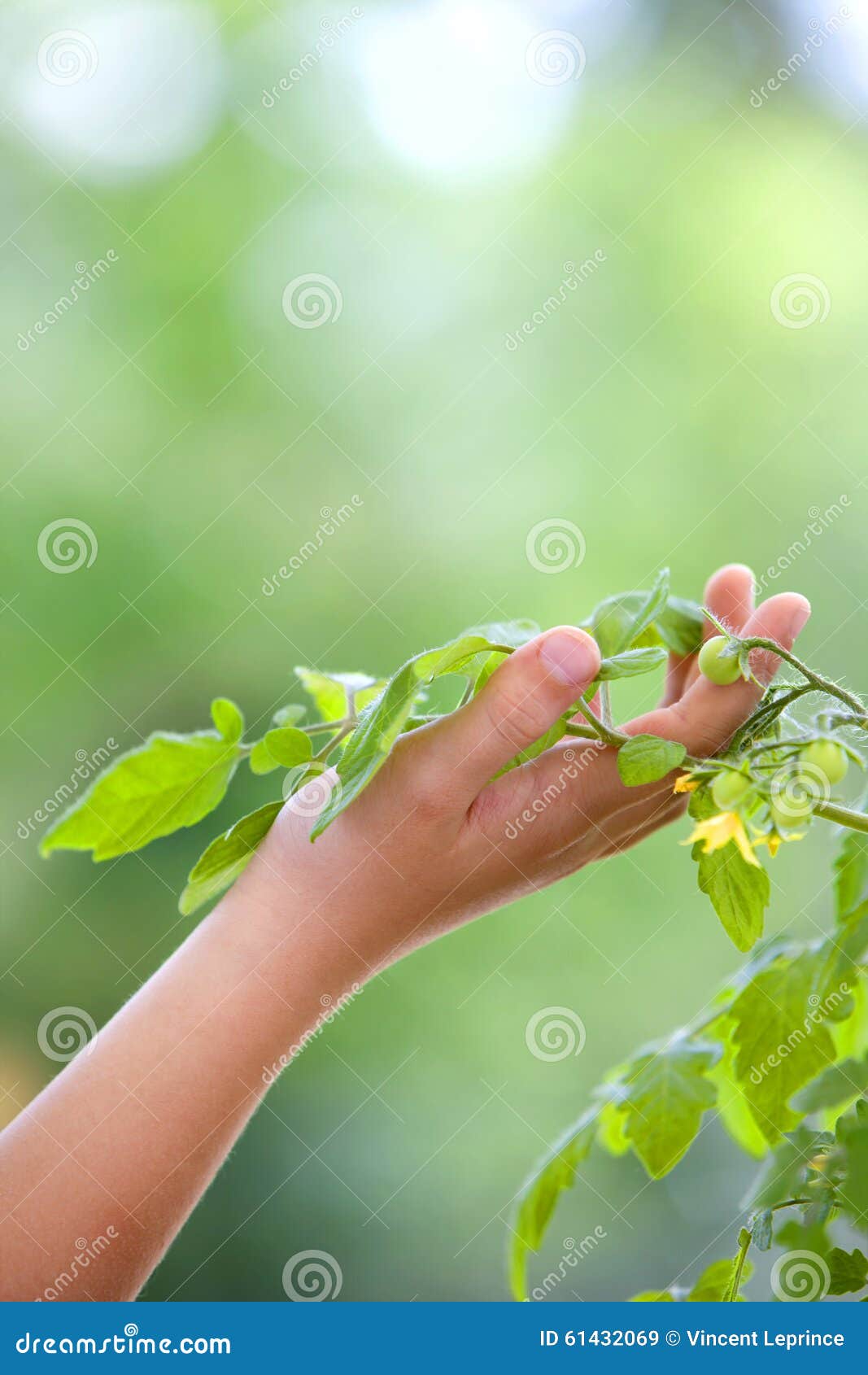 Hand caring plant stock image. Image of growth, gardening - 61432069