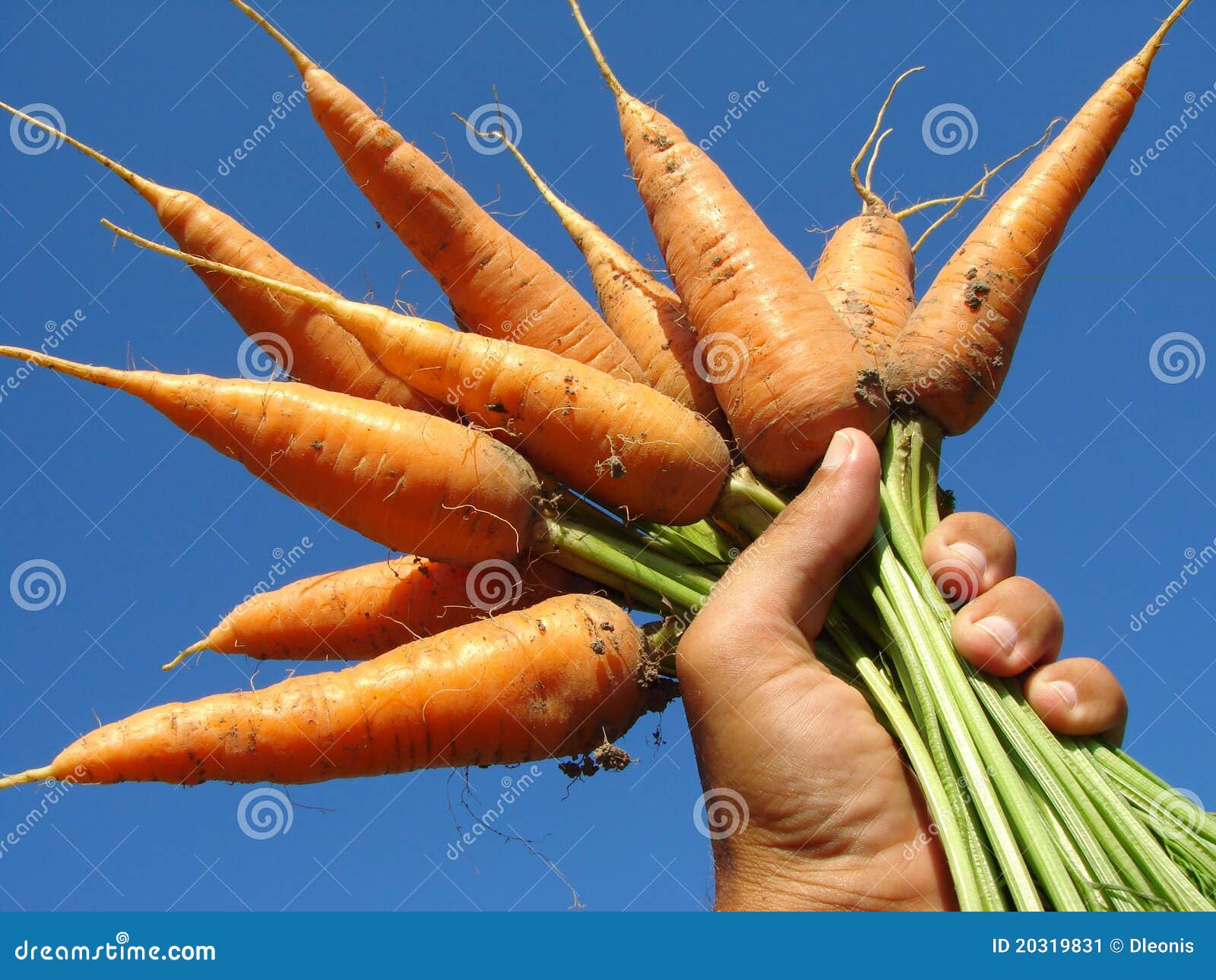 Hand with carrots stock image. Image of growth, leaf - 20319831