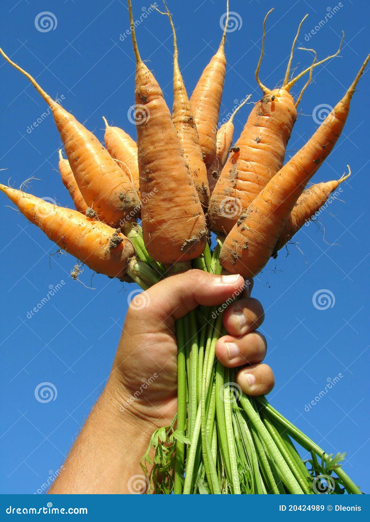 Hand with carrots stock image. Image of environment, crop - 20424989