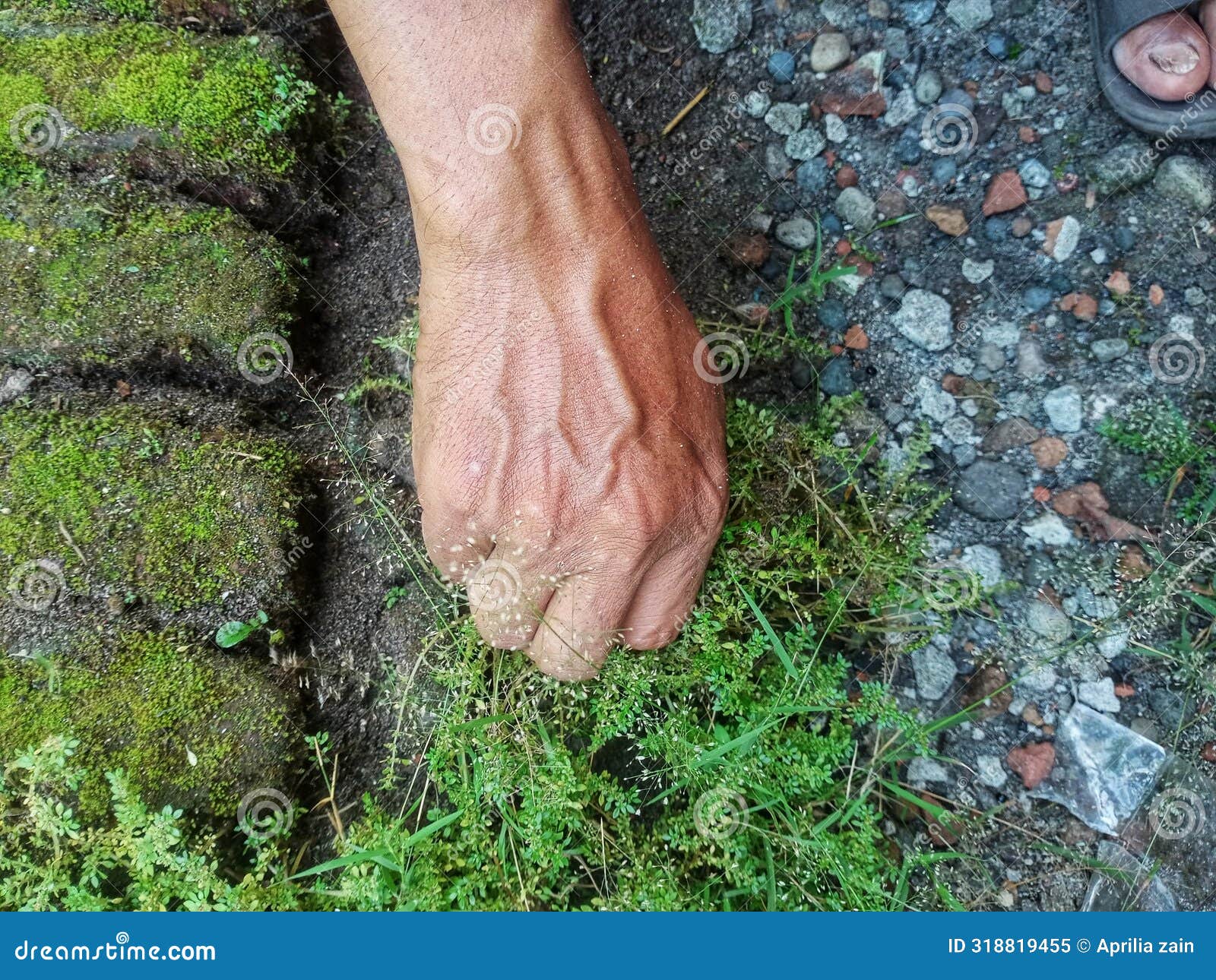 Pulling Weeds Using Bare Hands. Royalty-Free Stock Image ...