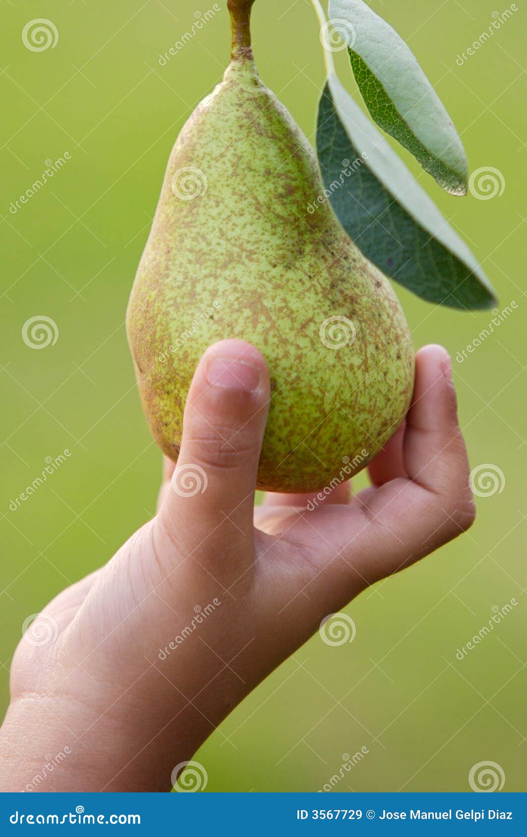 Hand catching a pear stock image. Image of hand, colour - 3567729