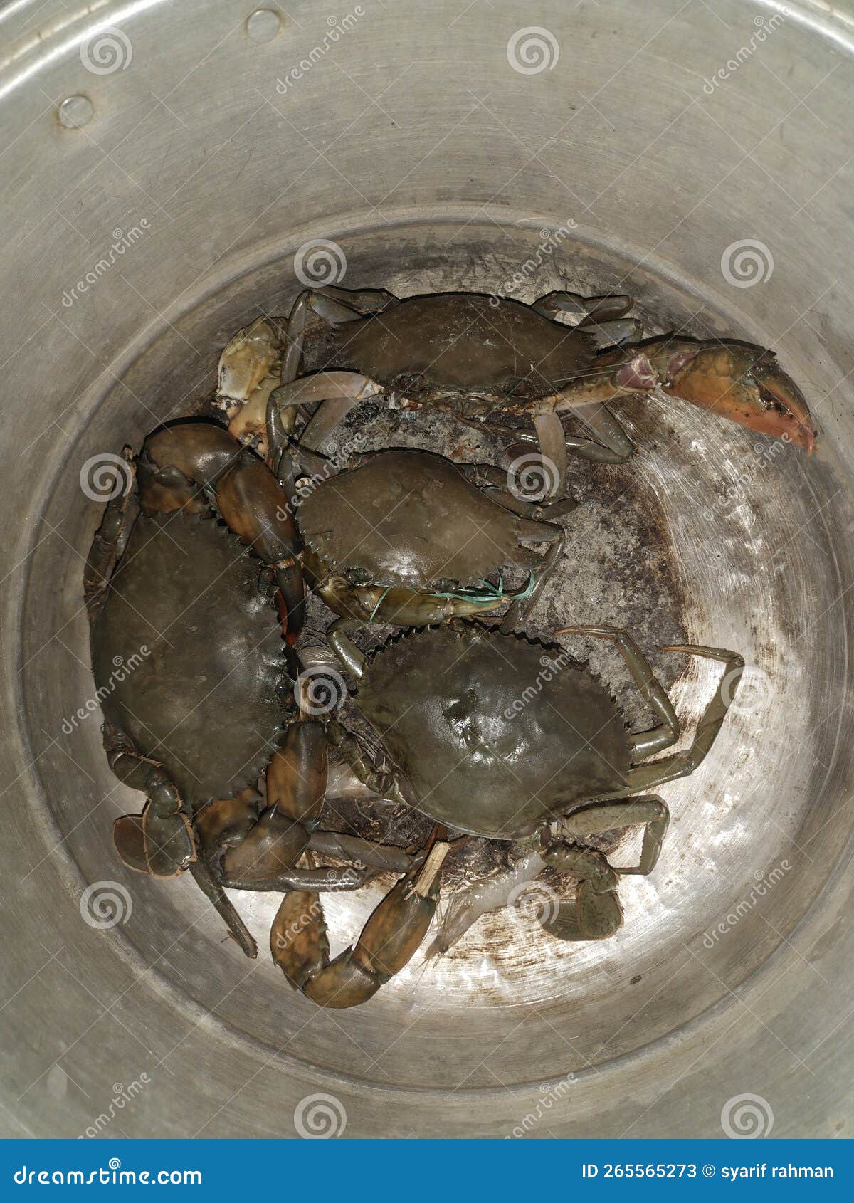 Hand-caught Crabs in Mangrove Trees Stock Image - Image of reptile ...