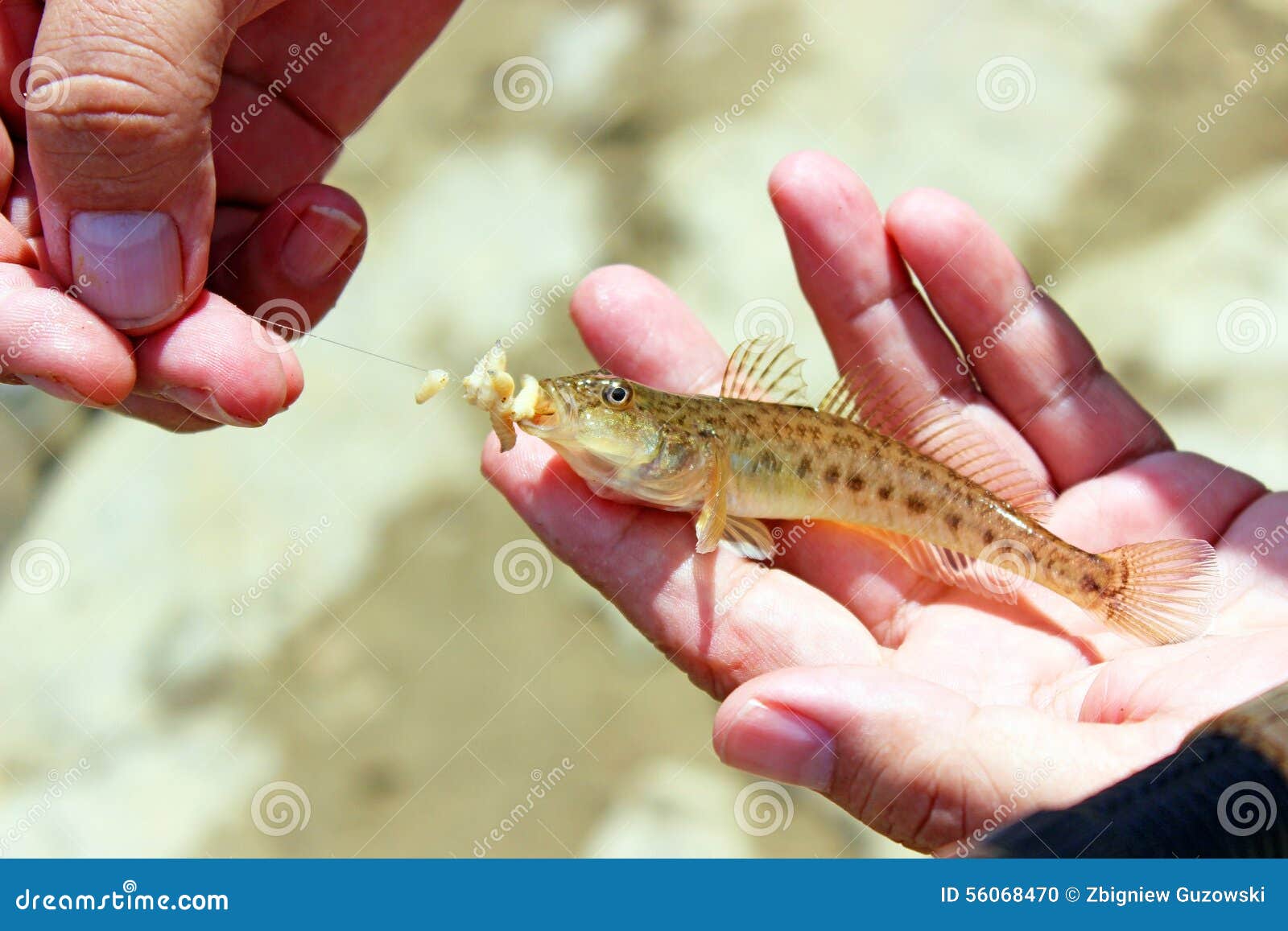 Hand with caught fish stock photo. Image of life, ambleve - 56068470