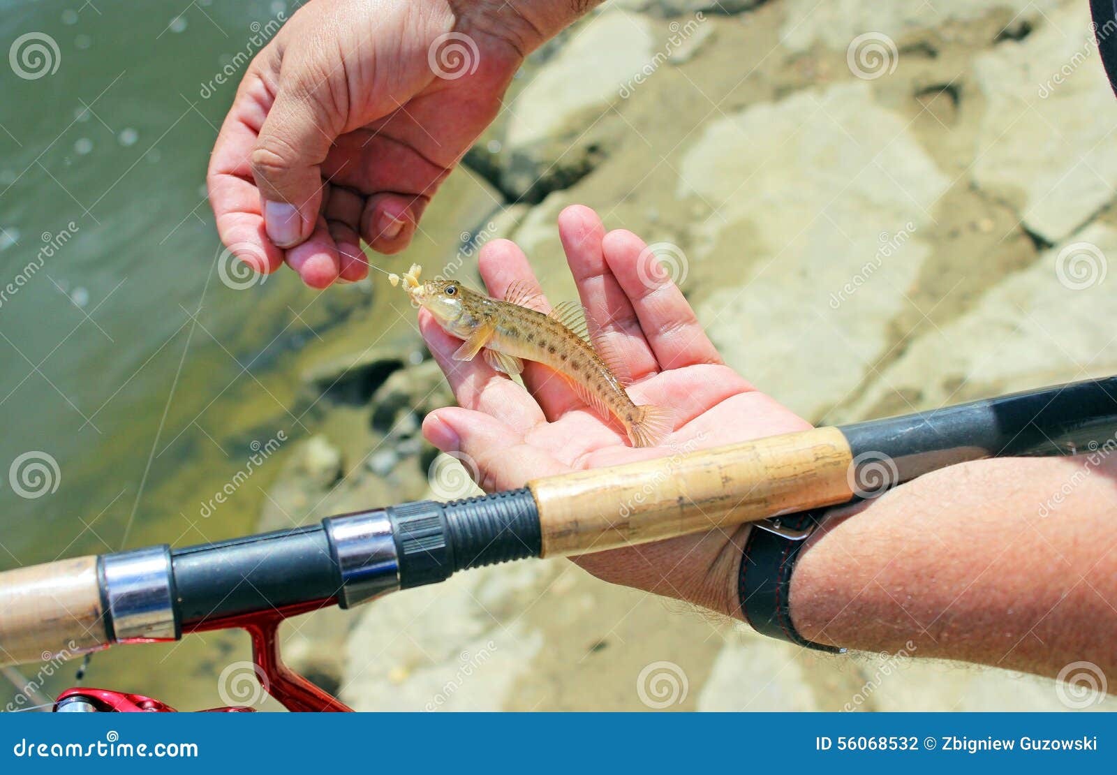 Hand with caught fish stock photo. Image of gear, arcus - 56068532