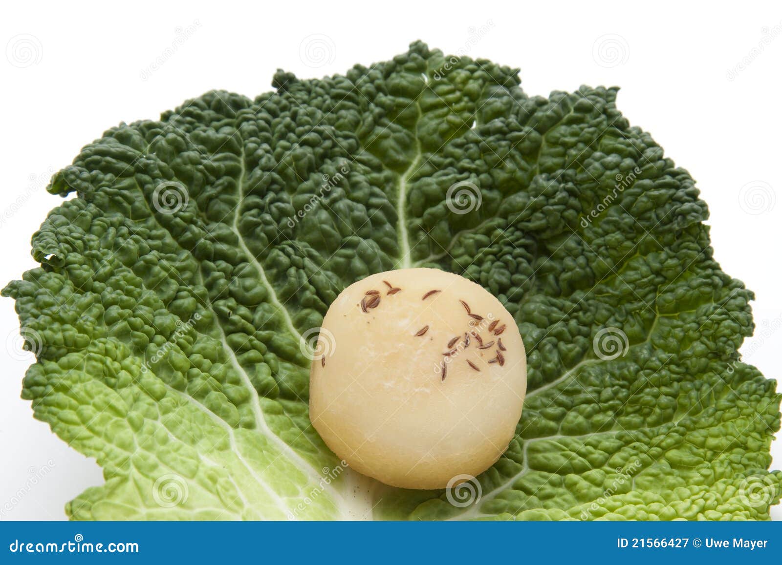 Hand cheese stock image. Image of spice, leafy, caraway - 21566427