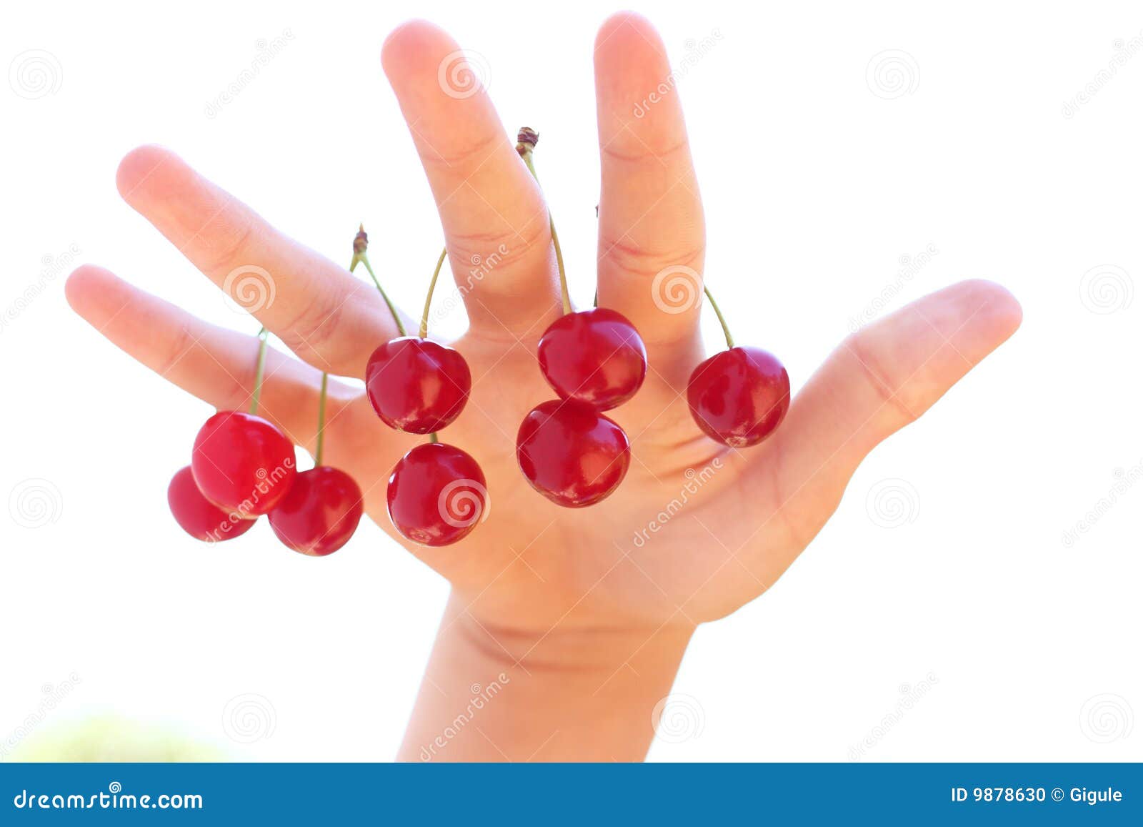 Hand and cherry stock photo. Image of summer, hand, natural - 9878630