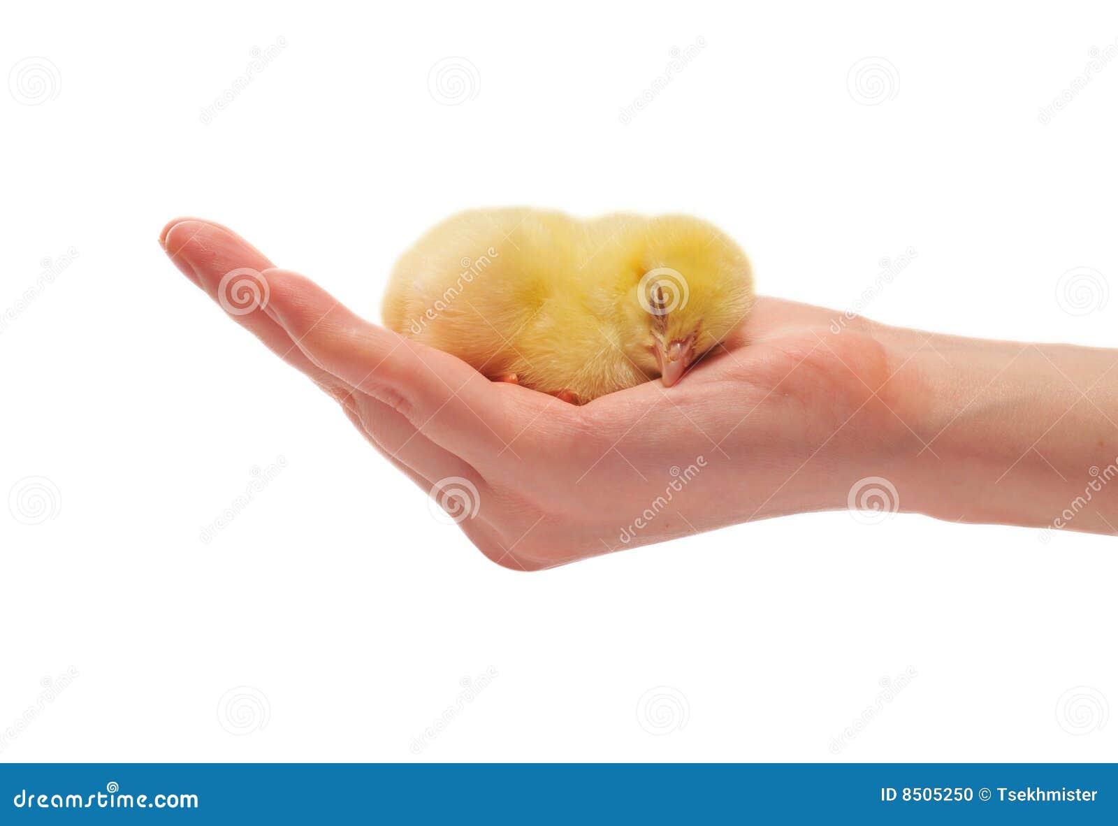 Hand and a chicken stock photo. Image of hand, protection - 8505250