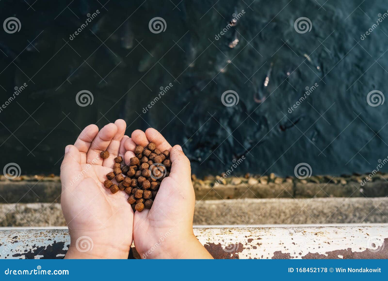Child feed the fish stock photo. Image of fish, farm - 168452178