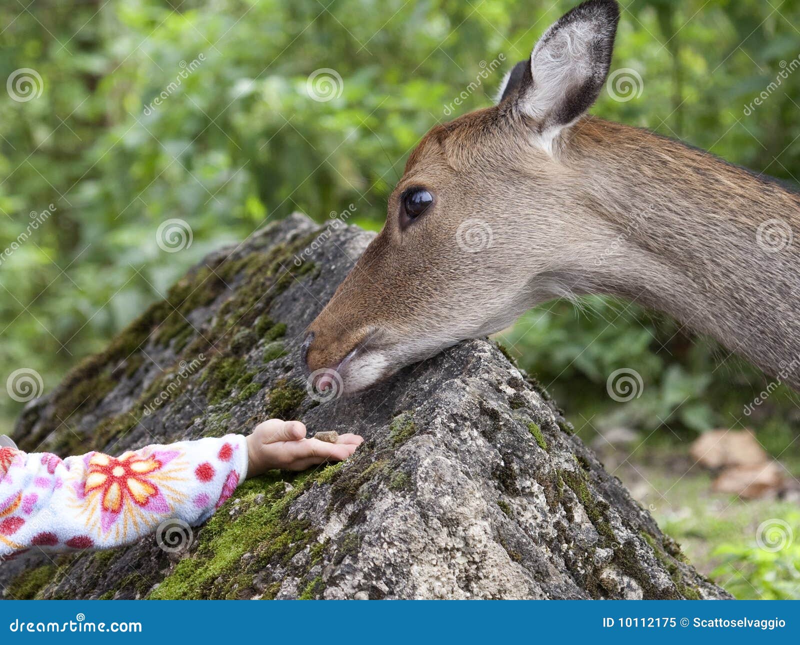 Hand of a Child by Giving Food To a Deer Stock Image - Image of deer ...