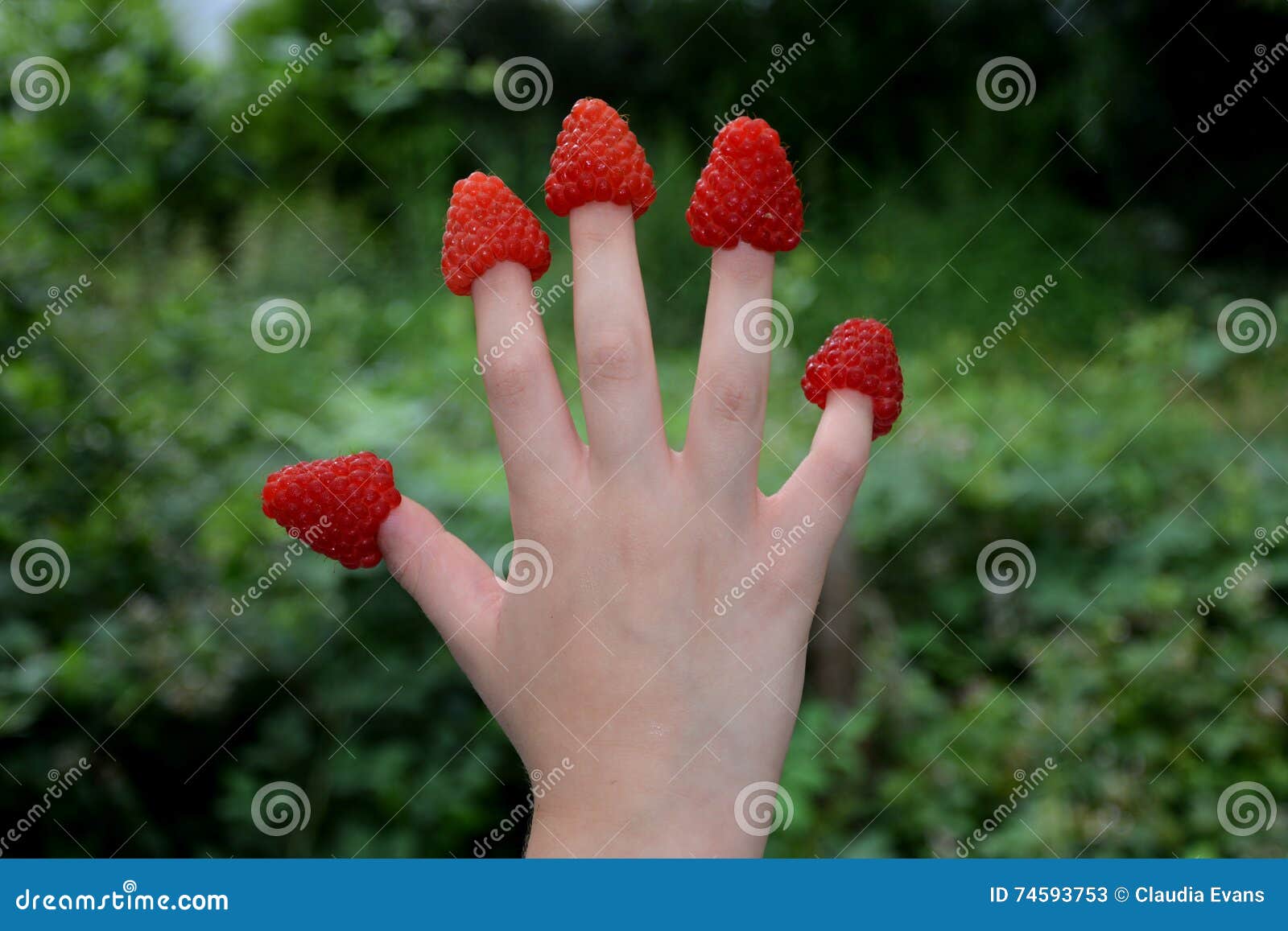 Hand of a Child with Raspberry on Each Finger Stock Image - Image of ...