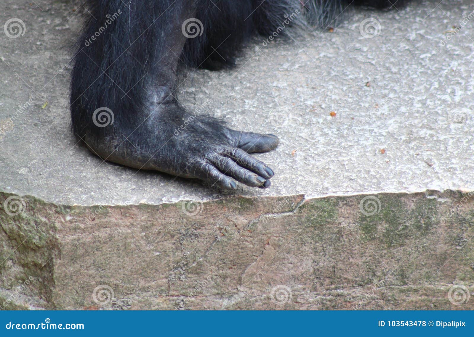A hand of a Chimpanzee stock photo. Image of face, animals - 103543478