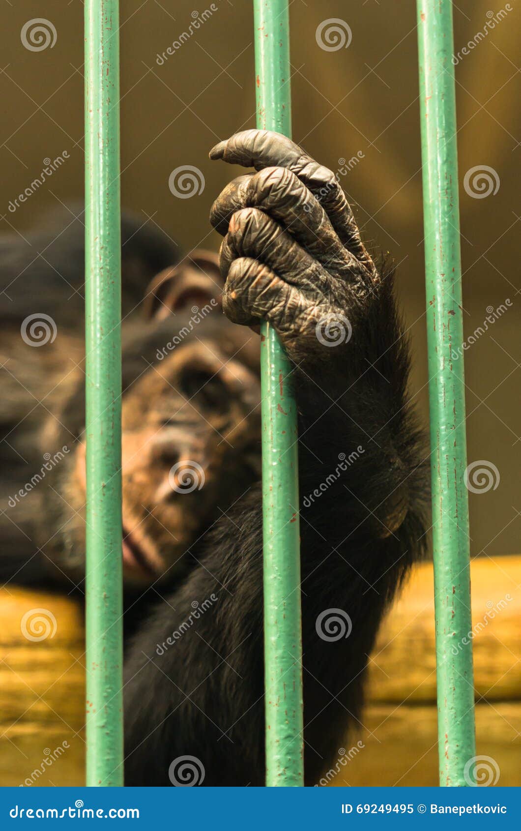Hand of a Chimpanzee Monkey Holding Bar of His Cage Stock Image - Image ...