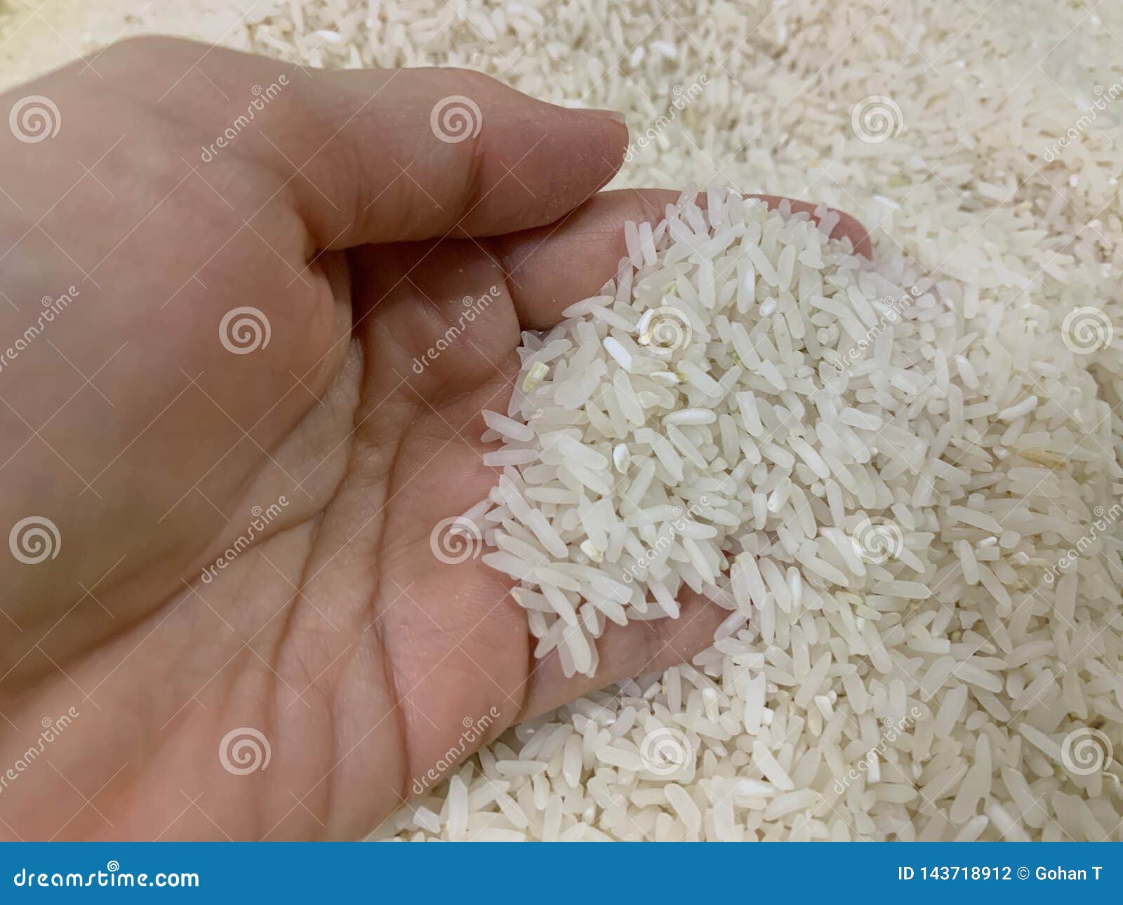 Hand is Choosing Jasmine Rice in Bowl, Rice Sorting Stock Photo - Image ...