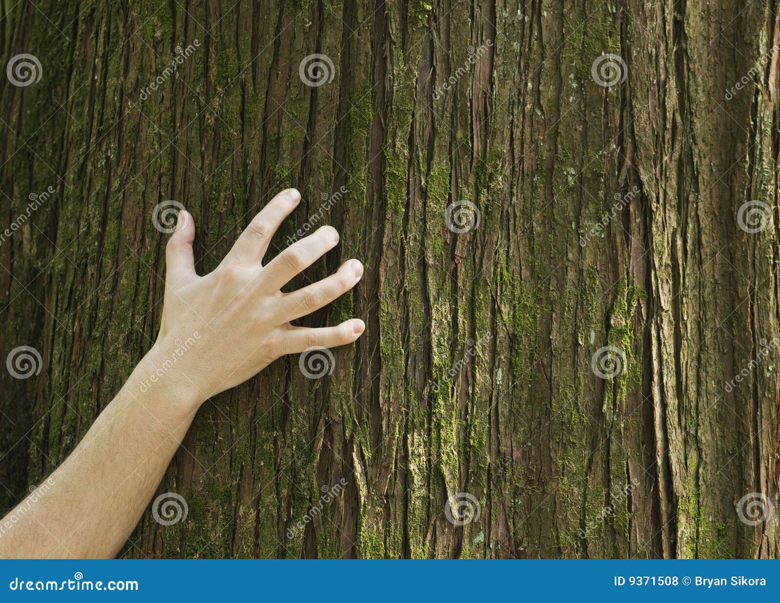 Hand clawing at tree trunk stock photo. Image of green - 9371508