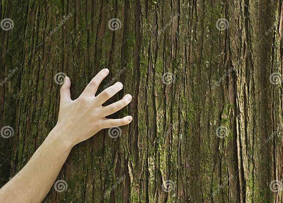 Hand clawing at tree trunk stock photo. Image of green - 9371508