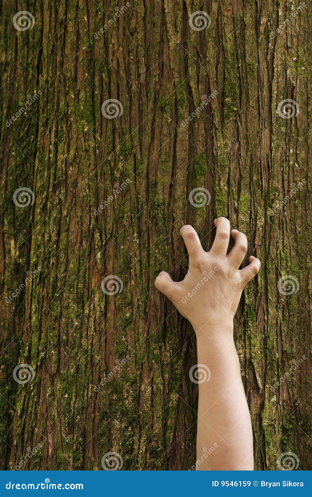 Hand Clawing Up a Cedar Tree Trunk Stock Image - Image of adversity ...