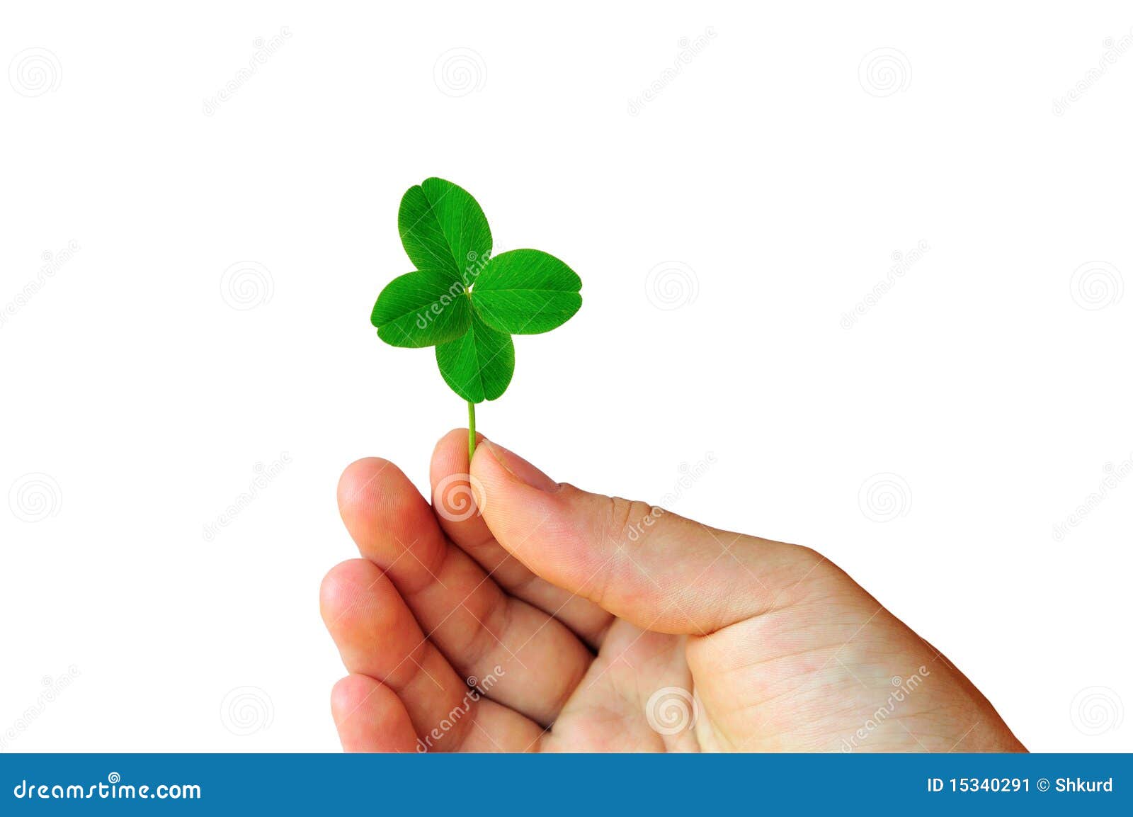 Hand with clover stock image. Image of close, petal, success - 15340291