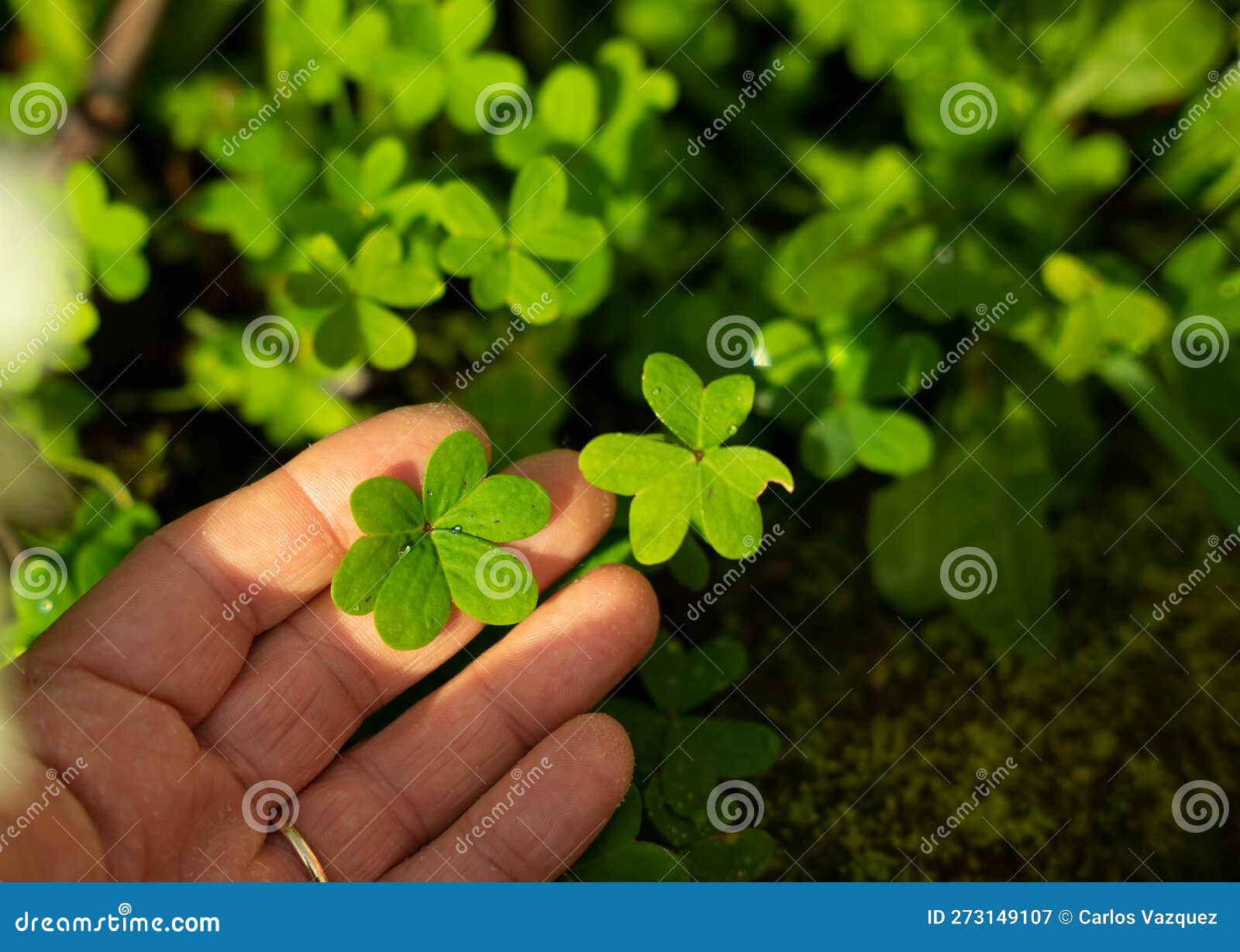 The hand and the clover stock image. Image of botanical - 273149107
