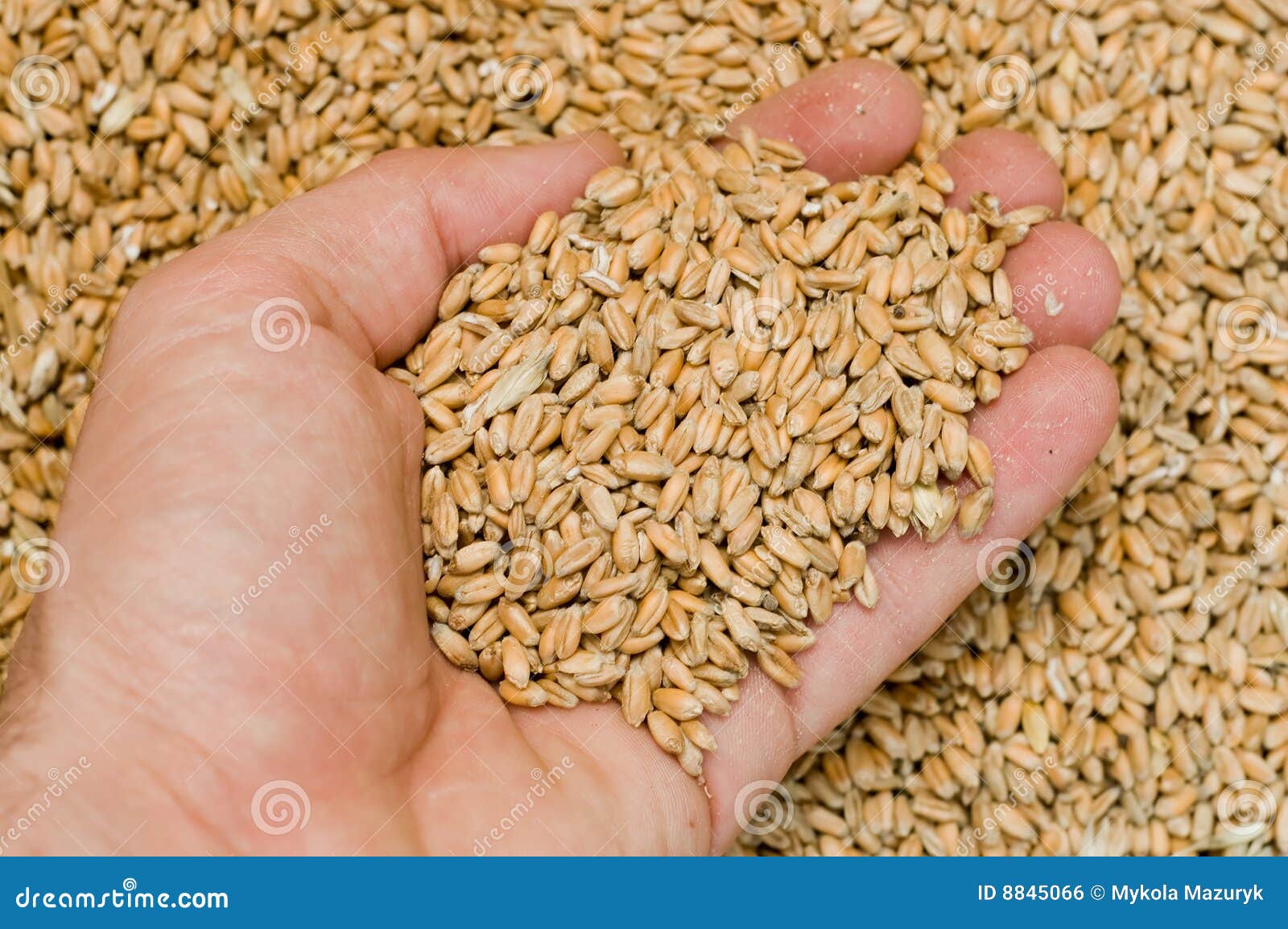 Hand with corn stock photo. Image of closeup, dietary - 8845066