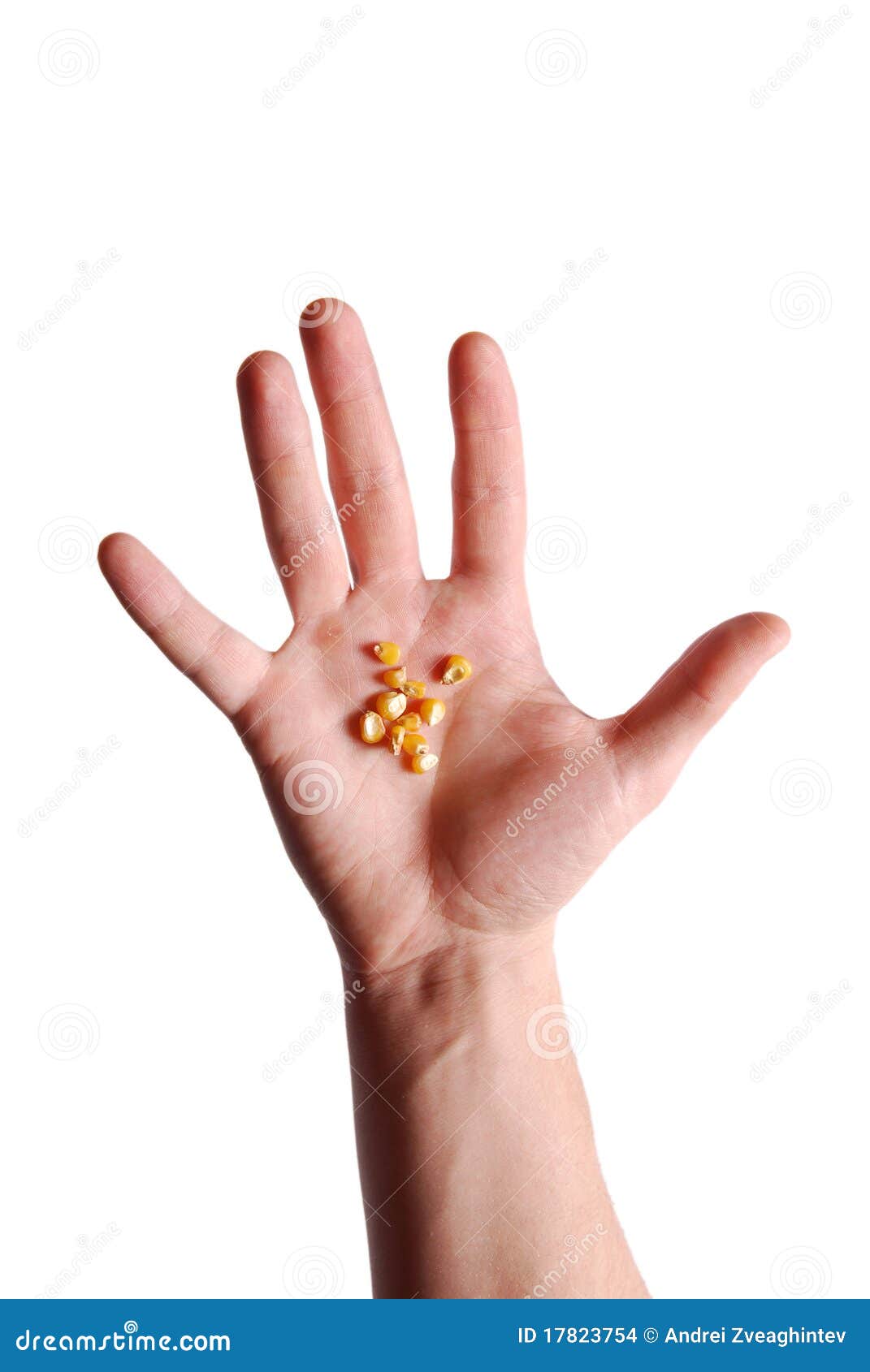 Hand with corn seeds stock photo. Image of give, macro - 17823754